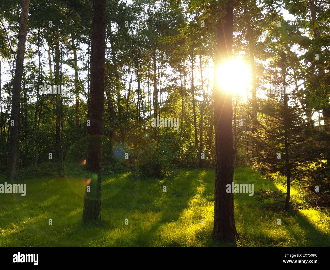 Morning light beams hi-res stock photography and images - Alamy
