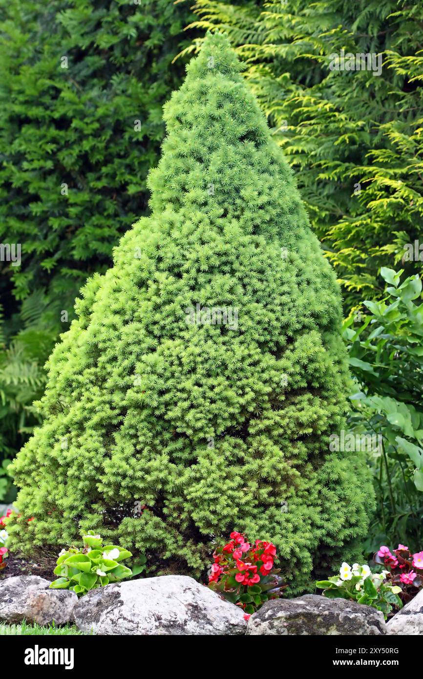 Sugar loaf spruce (Picea) glauca Conica Stock Photo - Alamy