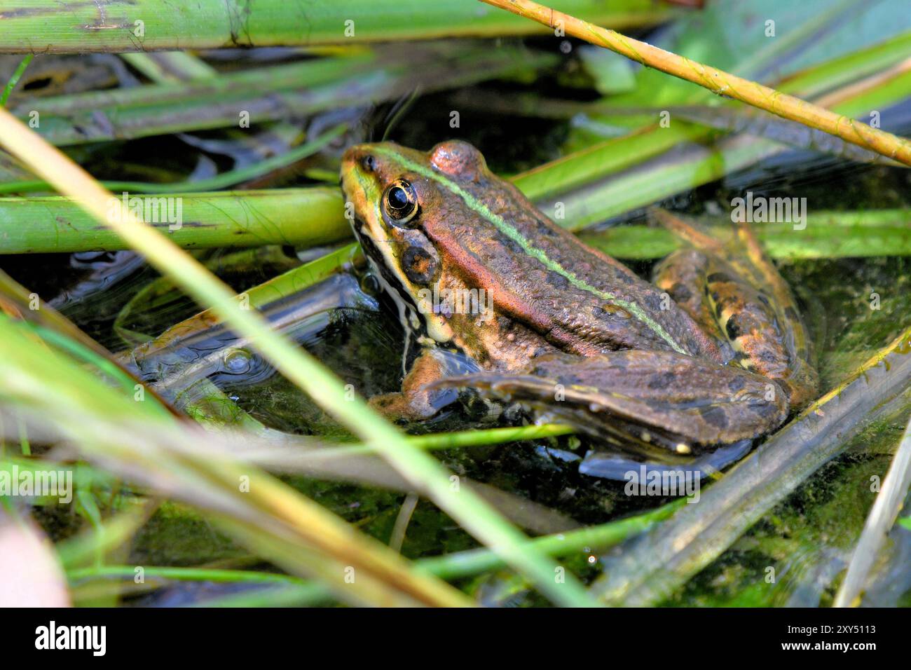 Laying frog eggs hi-res stock photography and images - Alamy
