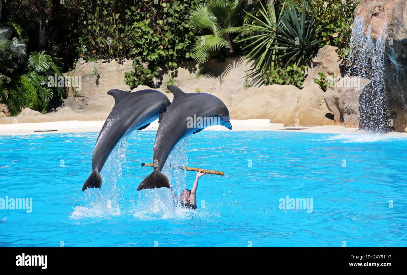 Delfine delfine delfine delfine delfine delfine hi-res stock ...