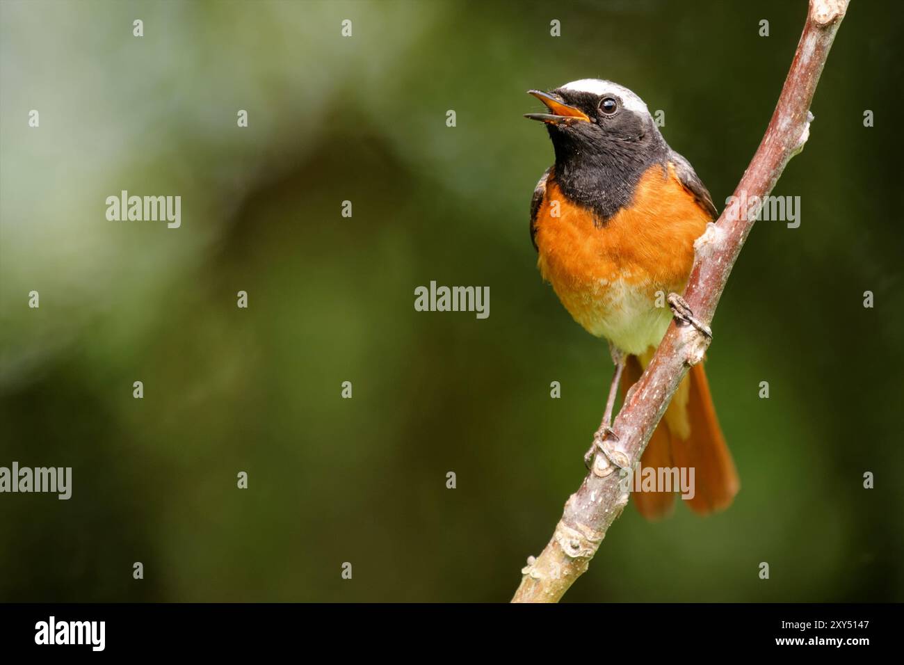 Juvenile male redstart hi-res stock photography and images - Alamy