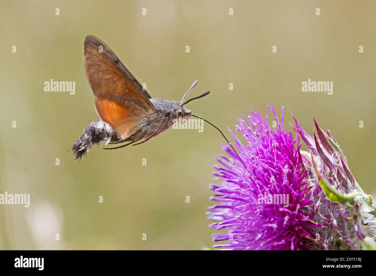 A butterfly flaps its wings hi-res stock photography and images - Alamy