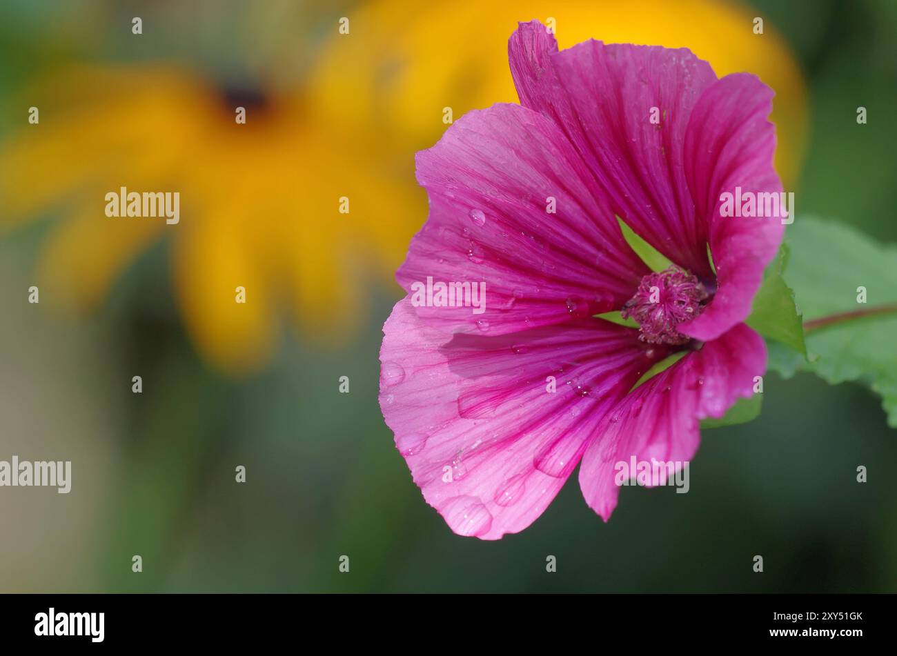 Funnel mallow after the rain Stock Photo - Alamy
