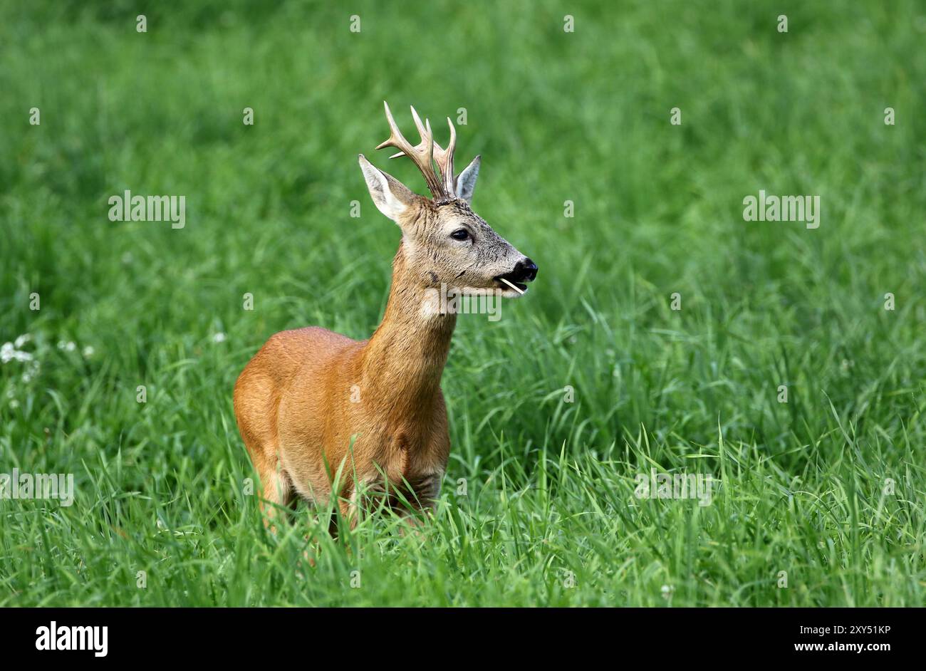 Antler headpiece hi-res stock photography and images - Alamy