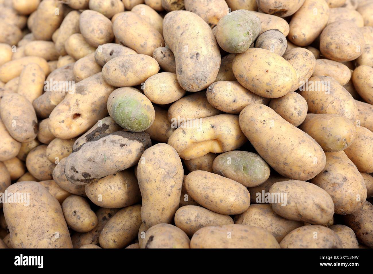 Kartoffelernte sommer hi-res stock photography and images - Alamy