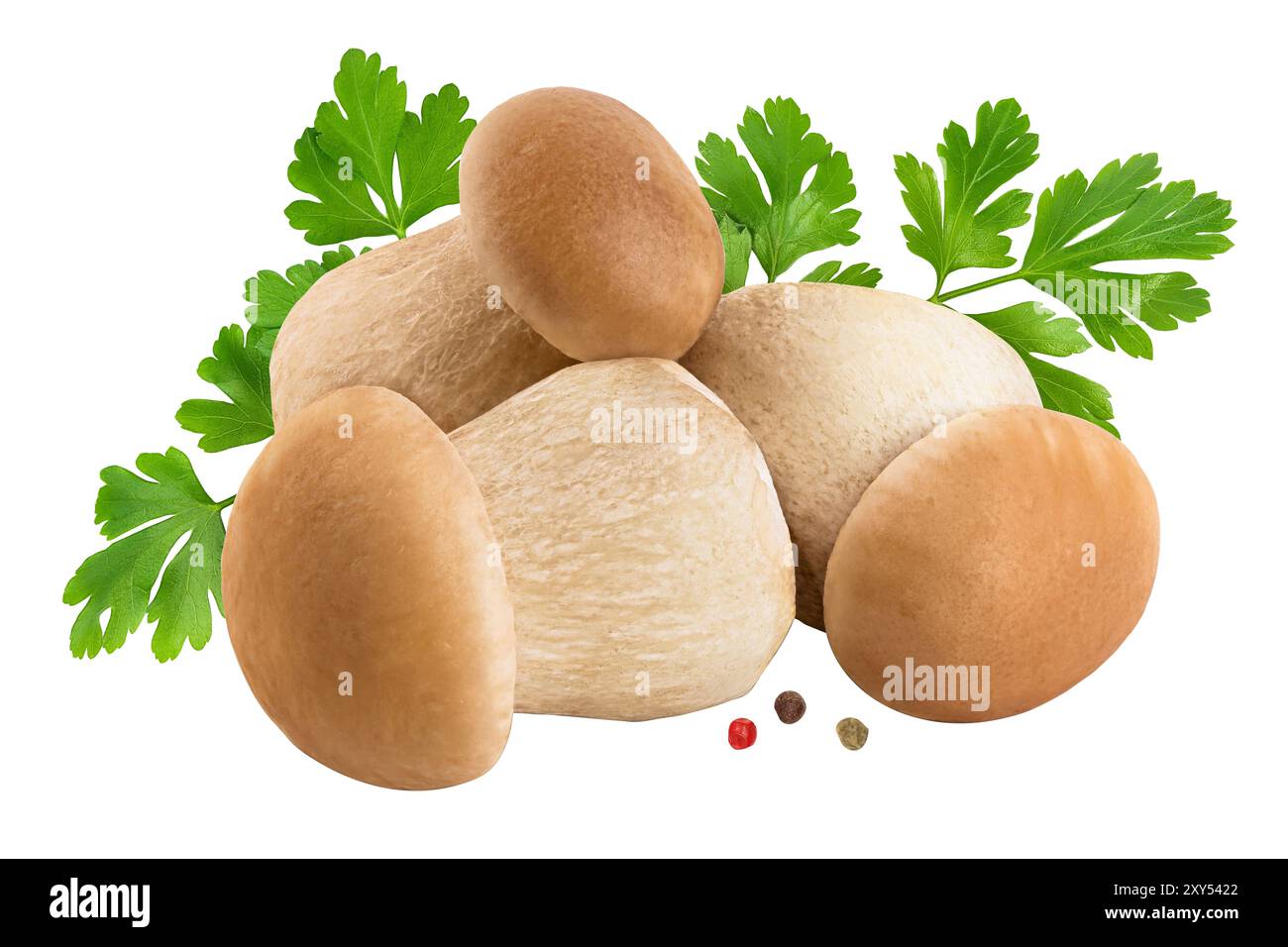 Fresh porcini cep mushroom isolated on white background with full depth ...