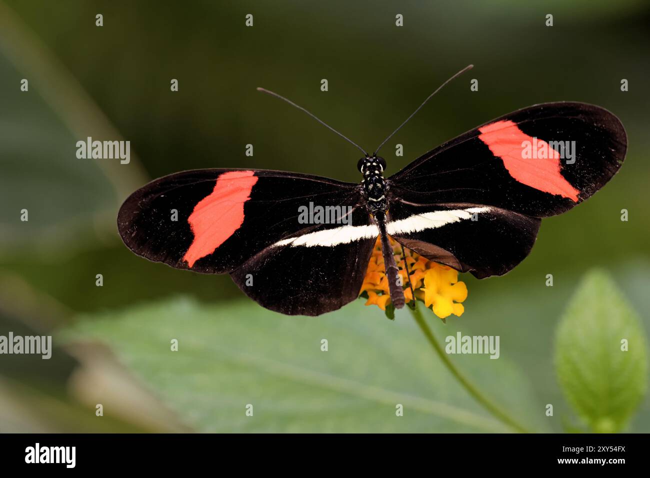 Heliconius erato small postman butterfly red passion flower butterfly ...