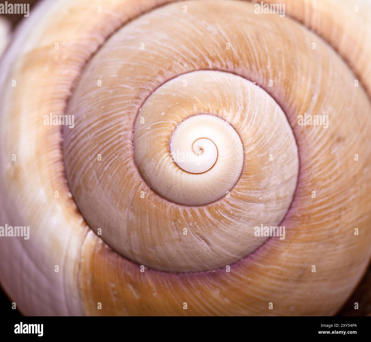 Empty shell section hi-res stock photography and images - Alamy