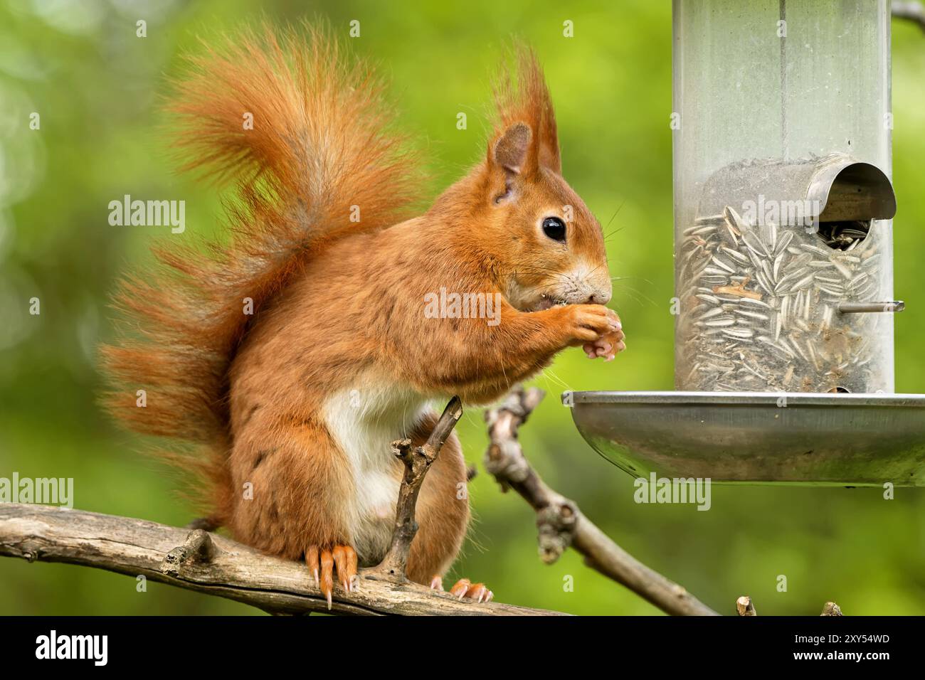 Animal food dispenser hi-res stock photography and images - Alamy