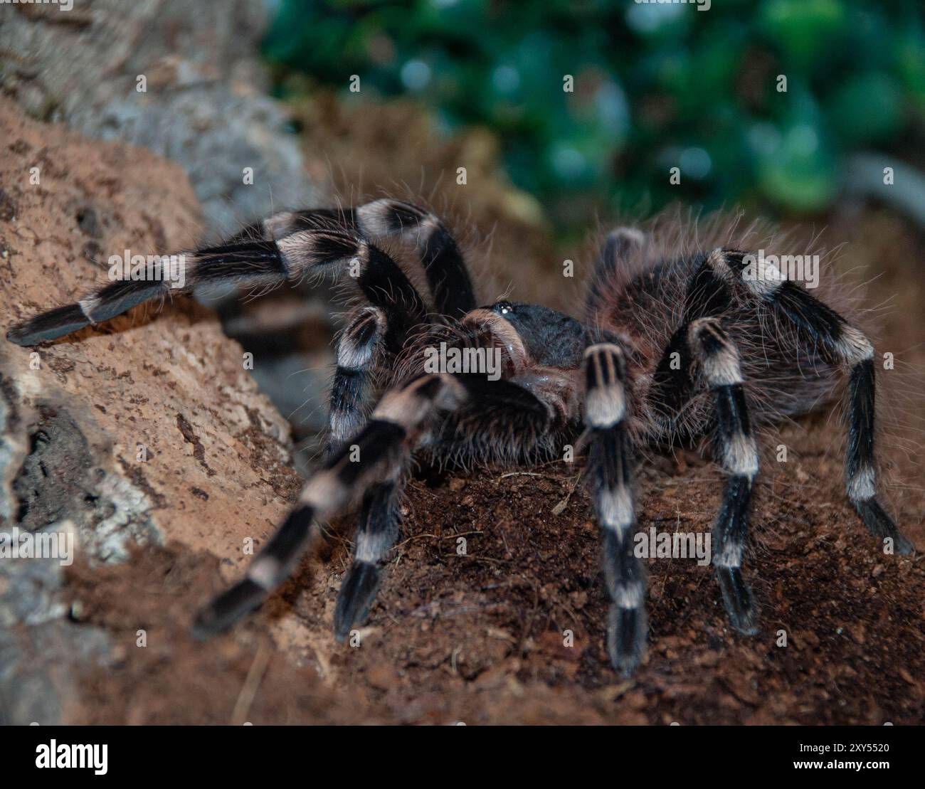 Big scary creepy spider hi-res stock photography and images - Alamy
