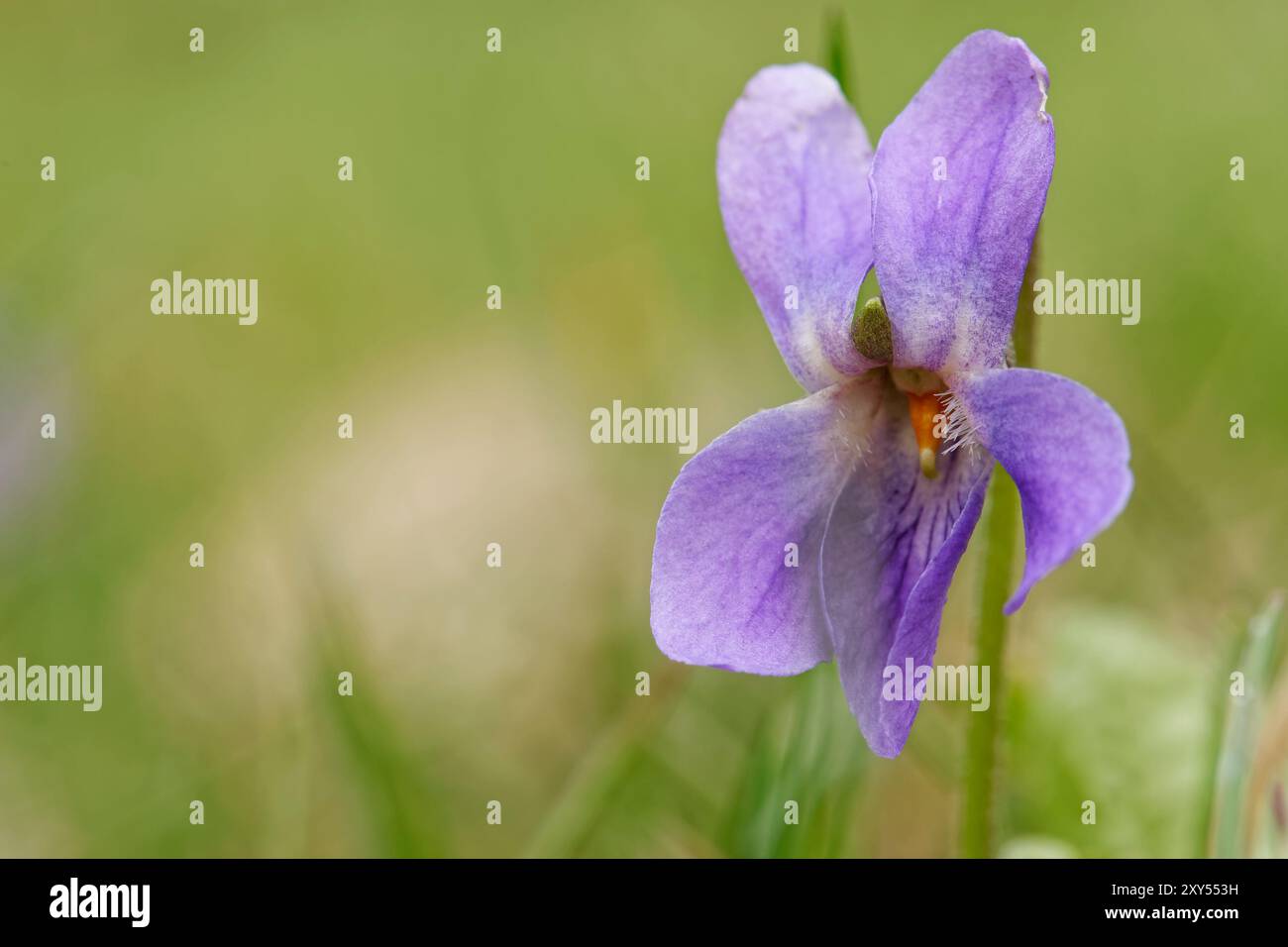 Image of wild violets hi-res stock photography and images - Alamy