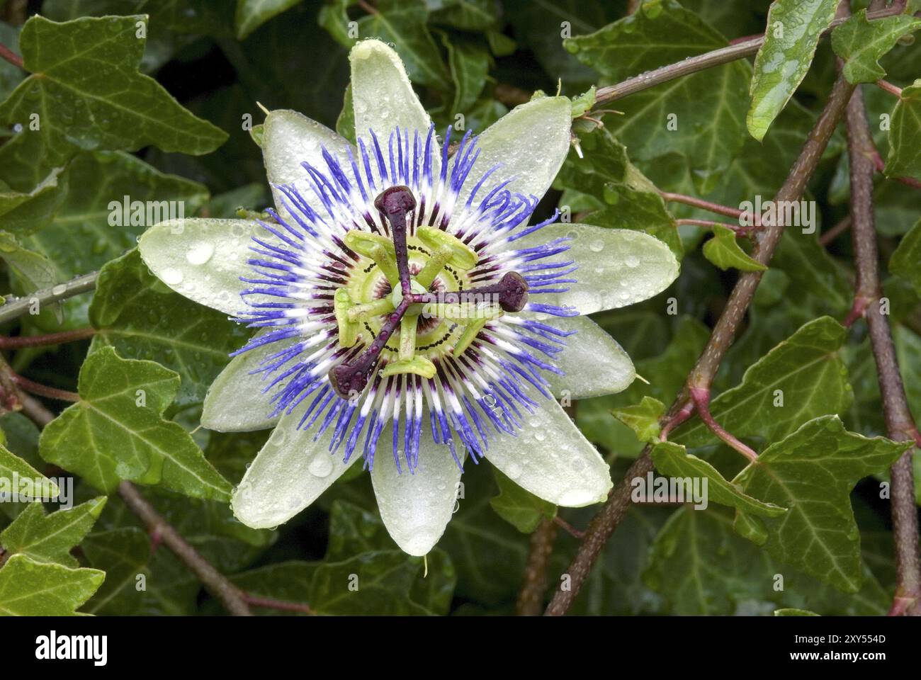 Blue passiflora hi-res stock photography and images - Alamy