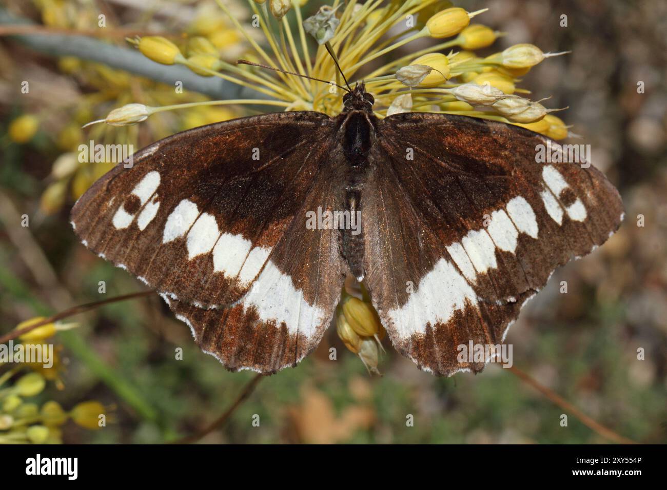 White grayling hi-res stock photography and images - Alamy