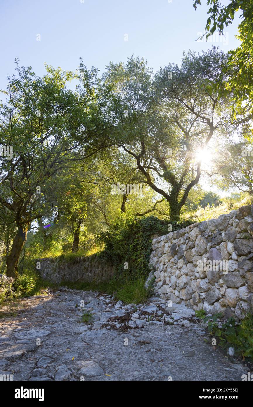 Beautiful landscape in Italy: Olive trees, stone wall and sunrise ...