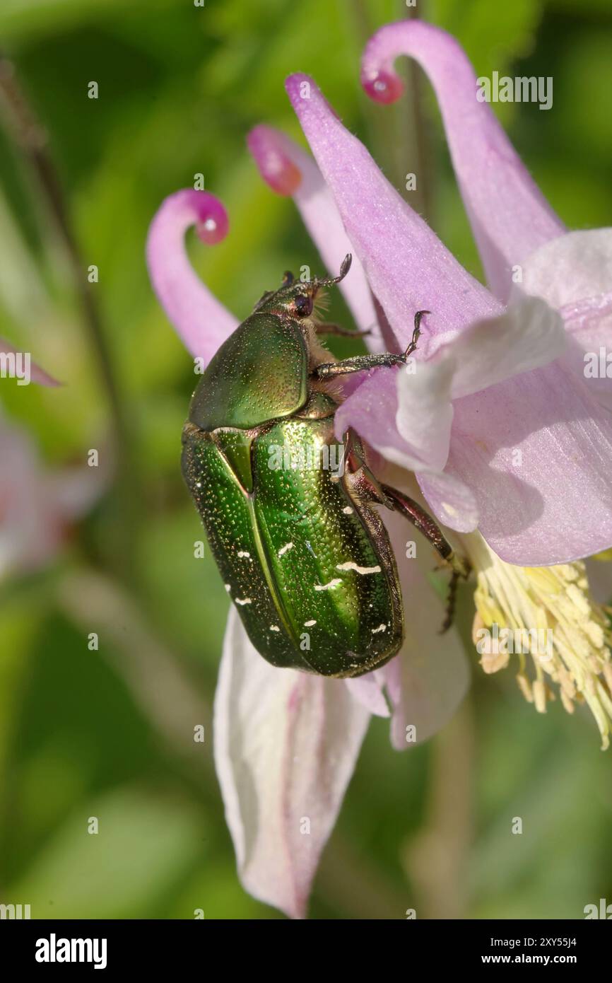 Shiny golden rose beetle Stock Photo - Alamy