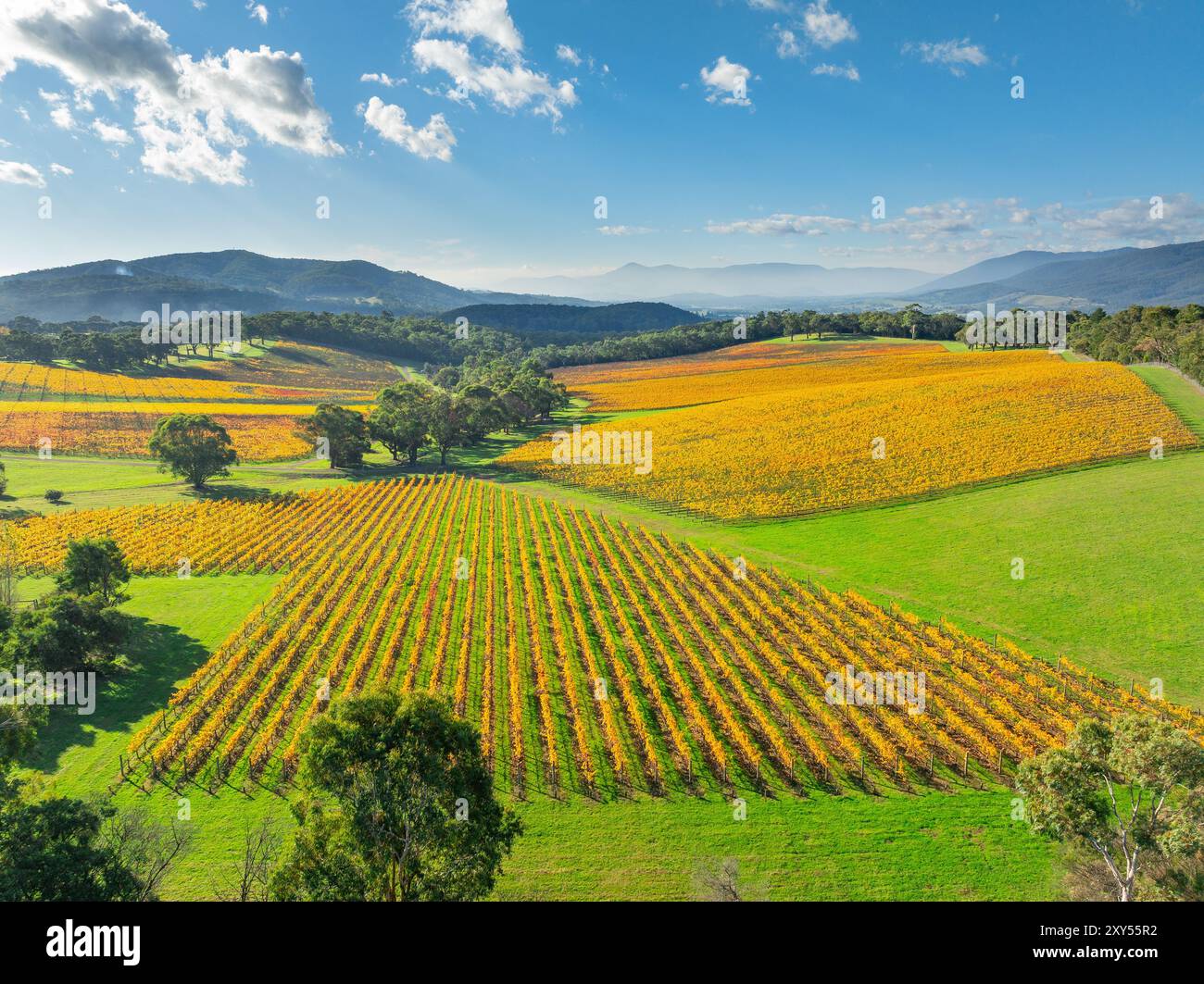 Aerial view of vineyards on golden Autumn colour with mountains in the ...