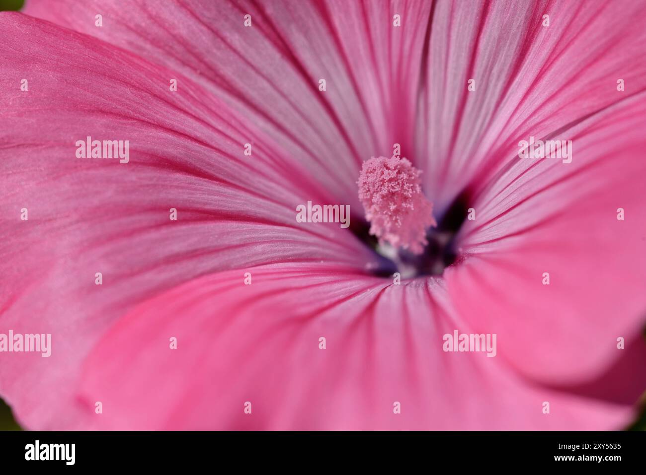 Royal mallow malva trimestris hi-res stock photography and images - Alamy