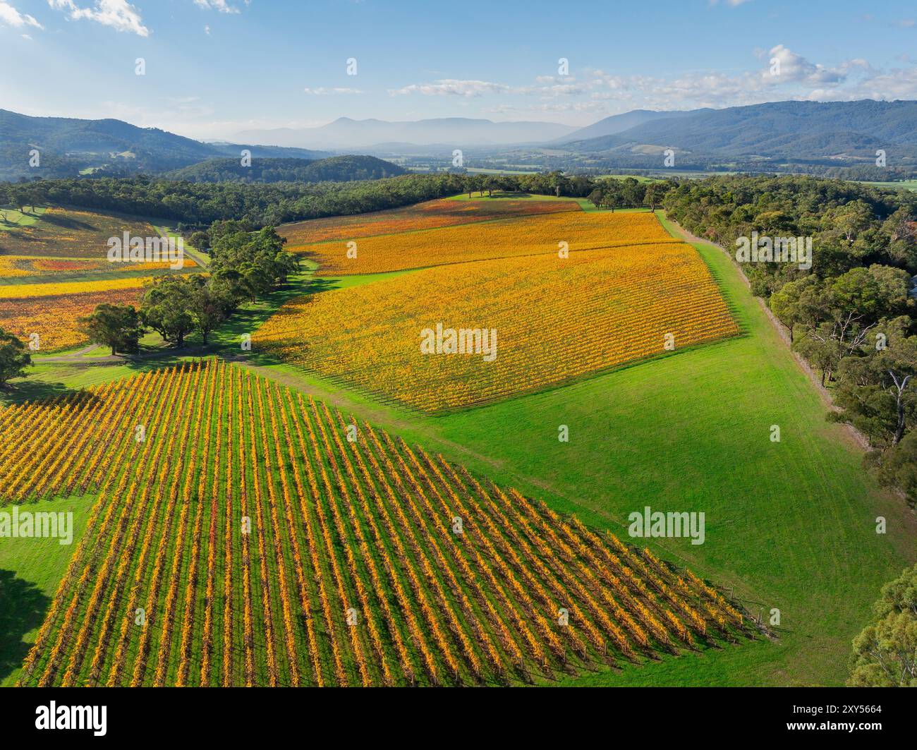 Aerial view of vineyards on golden Autumn colour with mountains in the ...