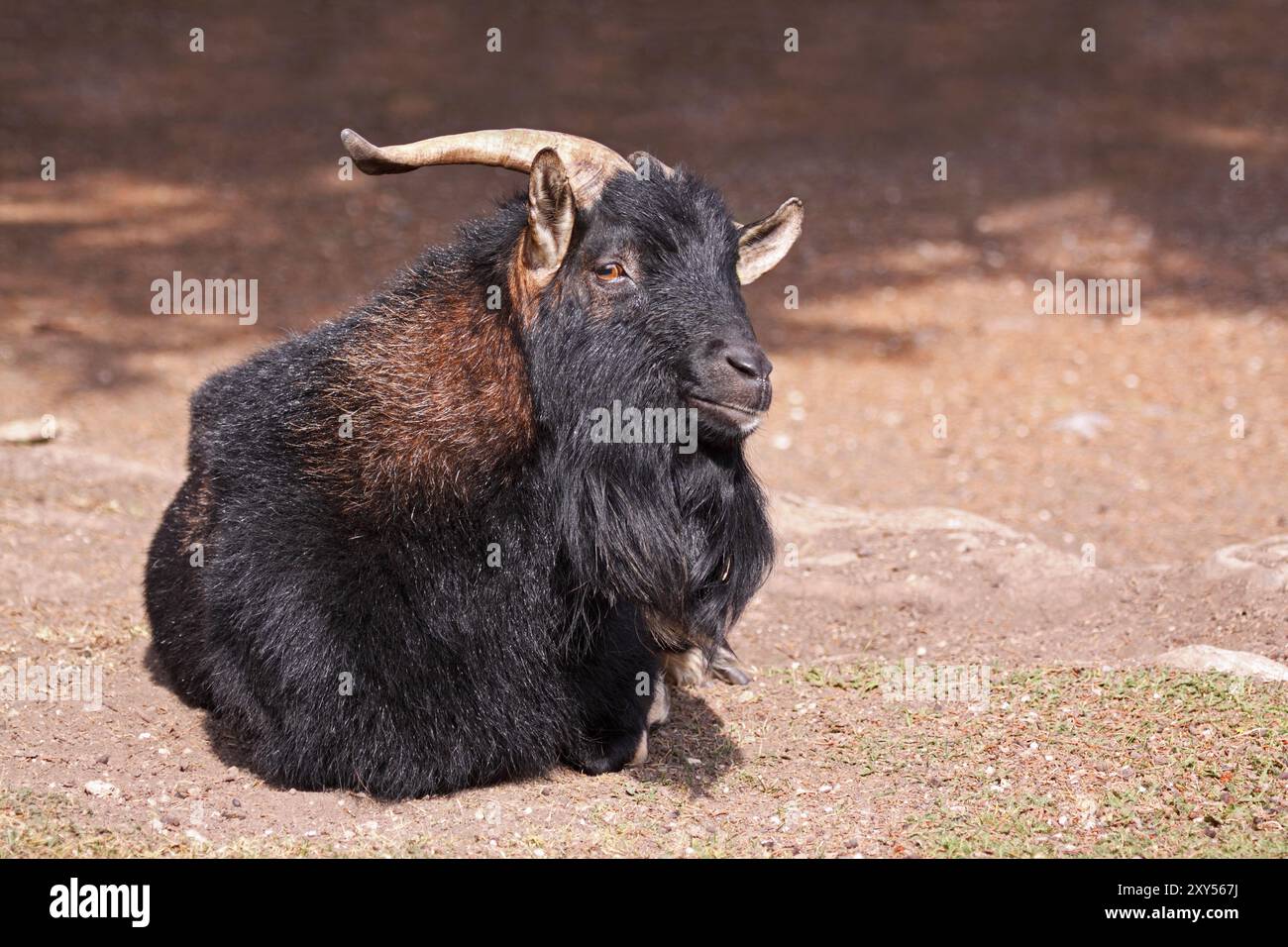 Artiodactyla dwarf goat hi-res stock photography and images - Alamy