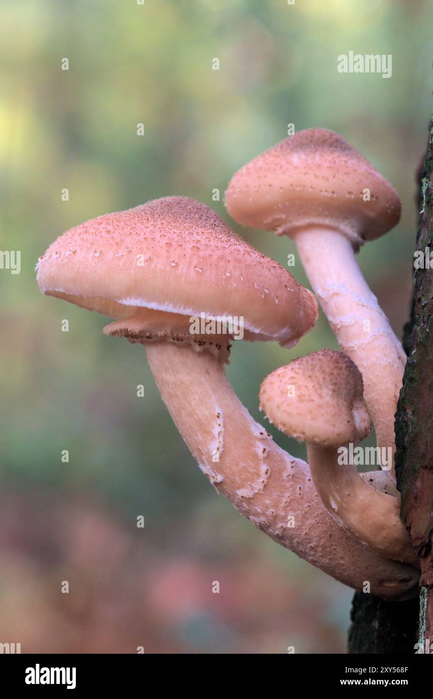 Honey mushroom (Armillaria) solidipes Stock Photo - Alamy