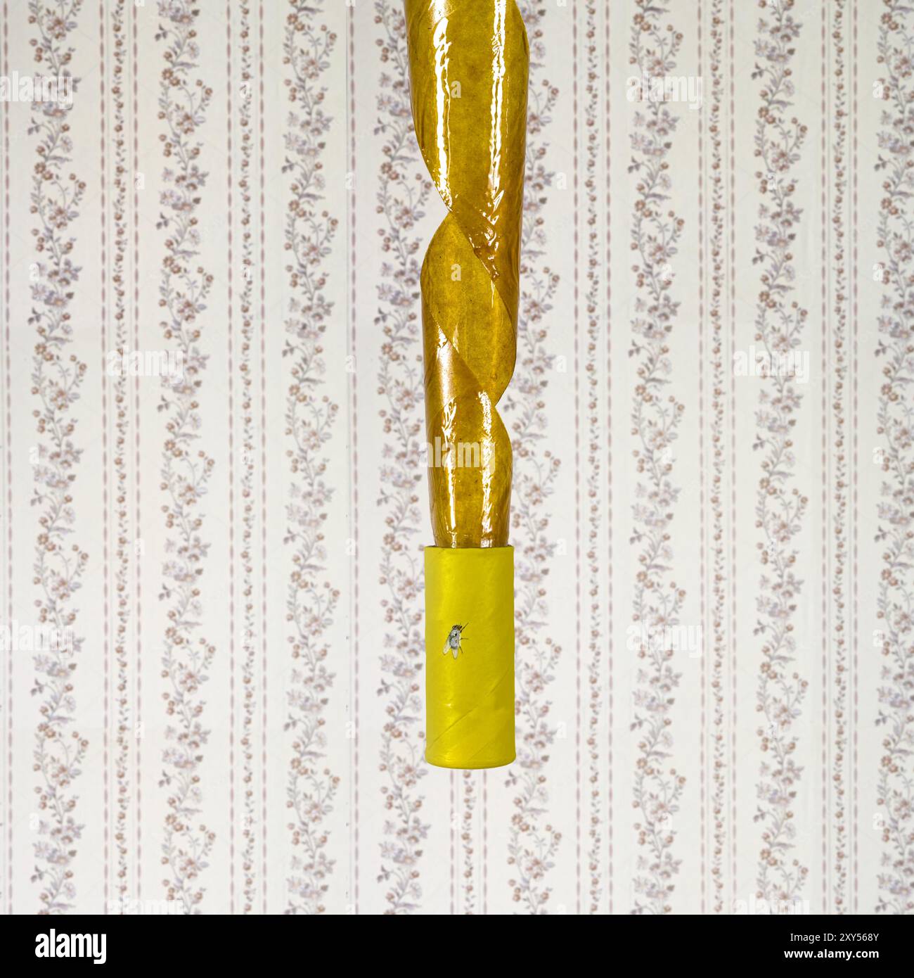 Flypaper hangs from the ceiling Stock Photo - Alamy