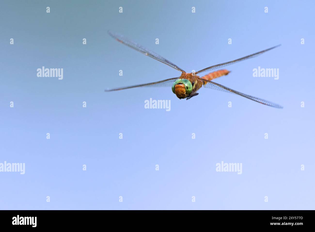 Flying wedge-spotted dragonfly Stock Photo - Alamy