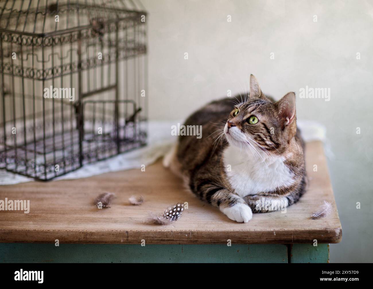 Cat sits waiting next to bird Stock Photo - Alamy