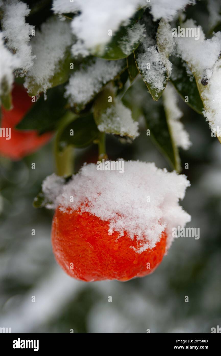 Orange fruit tree snow hi-res stock photography and images - Alamy