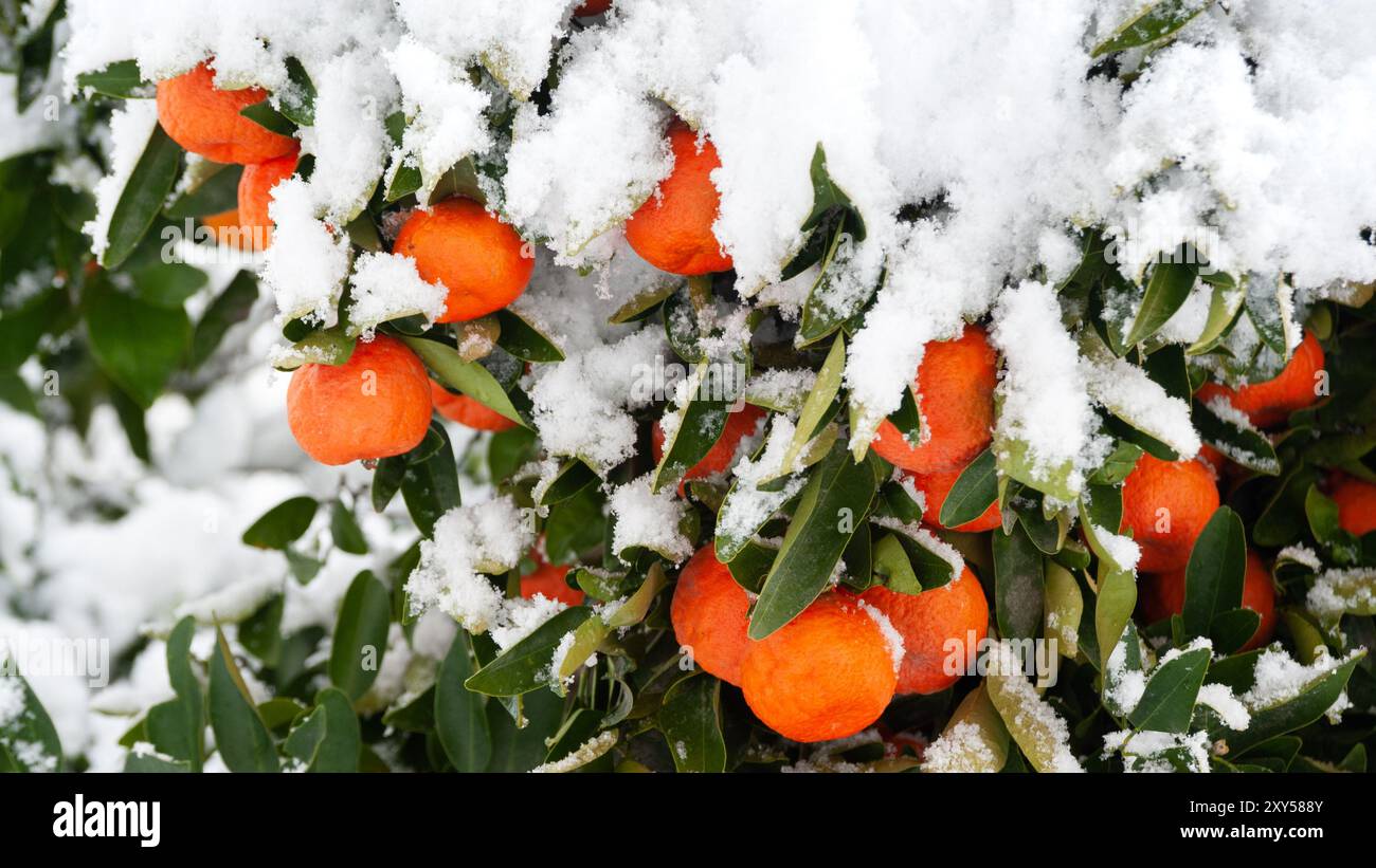 Orange fruit tree snow hi-res stock photography and images - Alamy