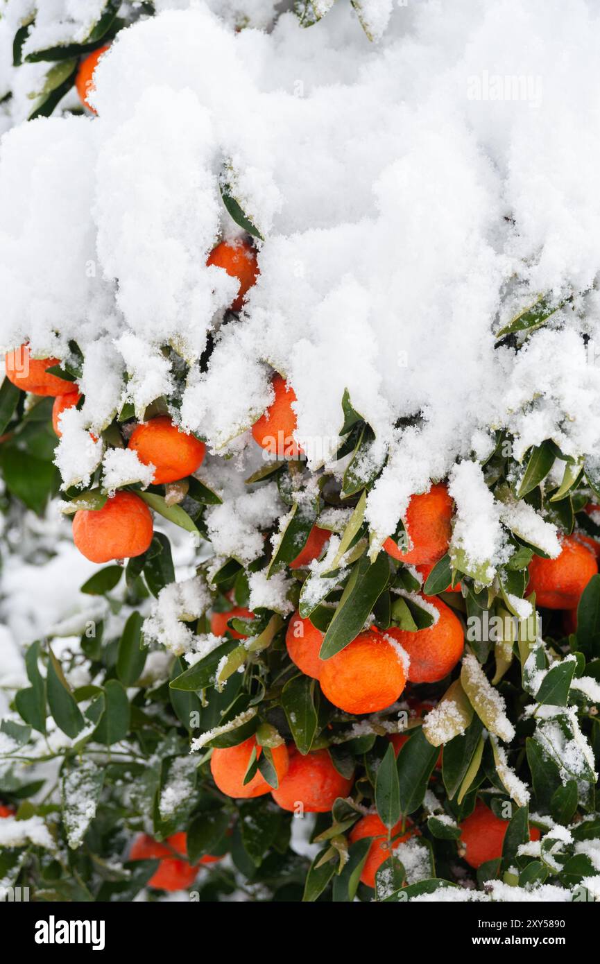 Orange fruit tree snow hi-res stock photography and images - Alamy