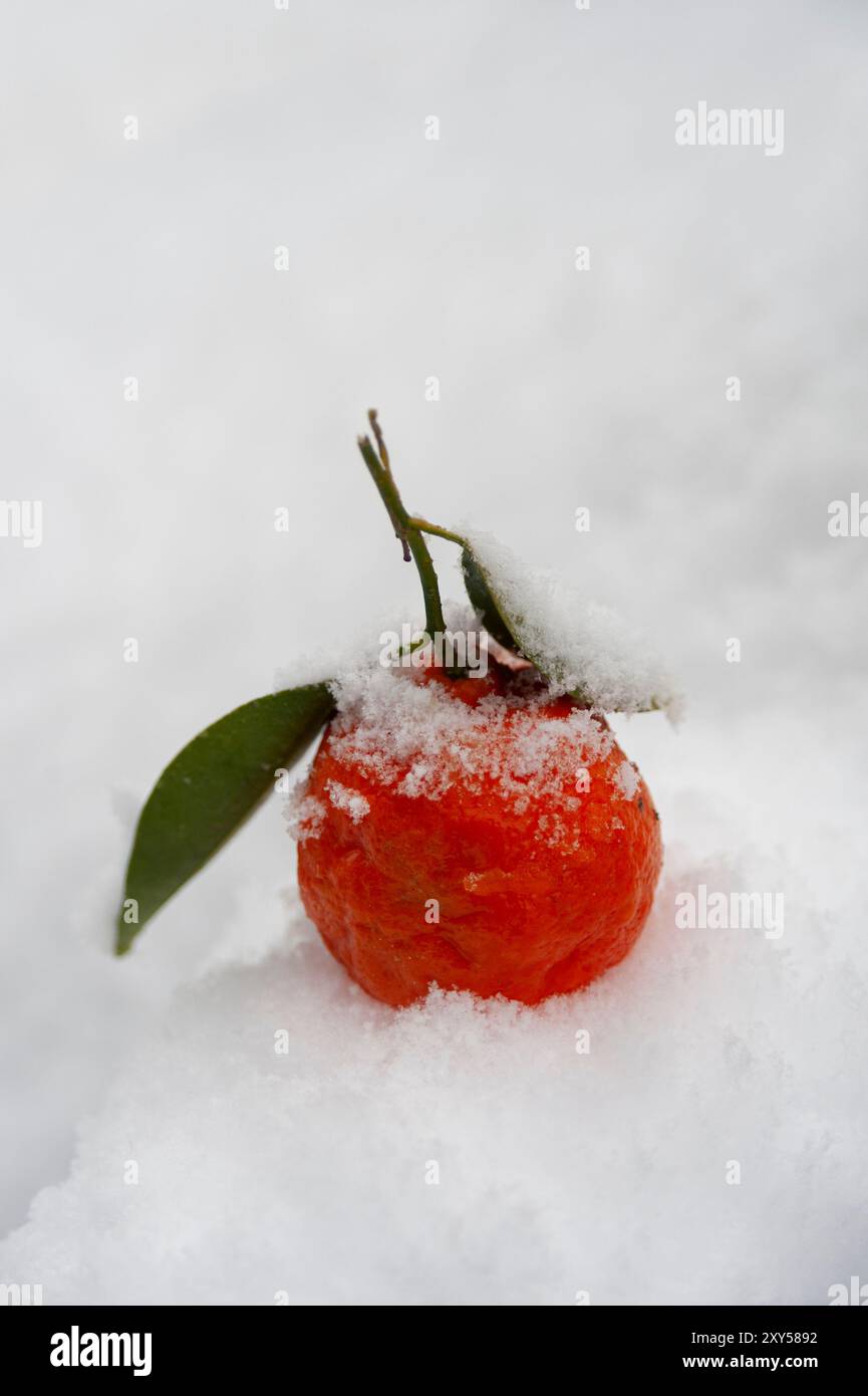 Orange fruit tree snow hi-res stock photography and images - Alamy