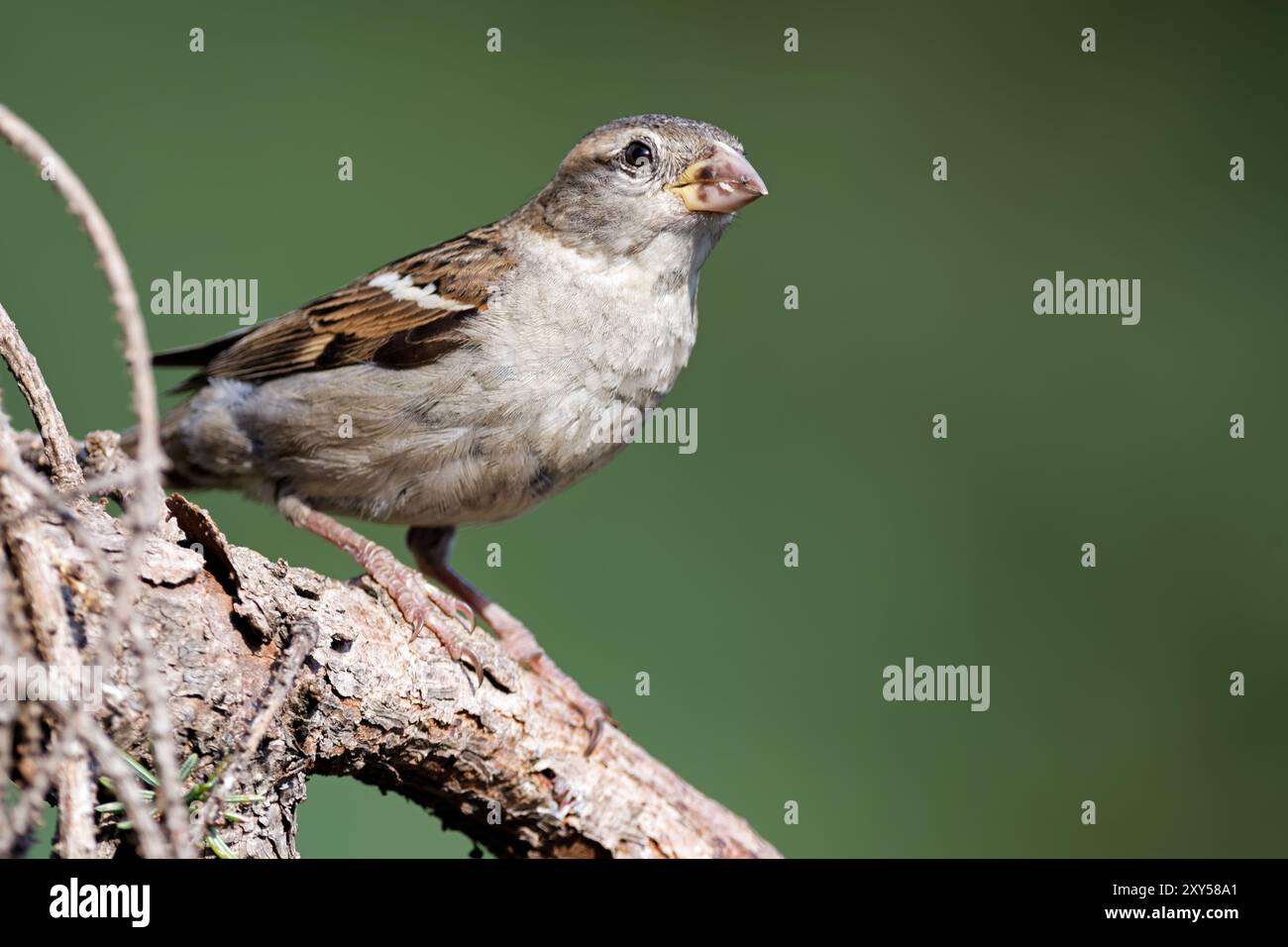 House sparrow photograph hi-res stock photography and images - Alamy