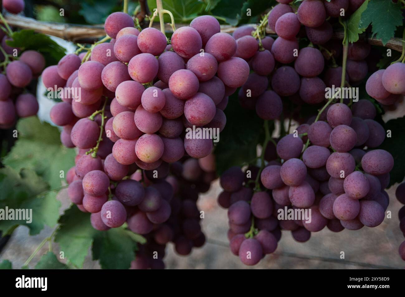 Commercially grown ripe, robust bunches of red globe grapes hang from ...