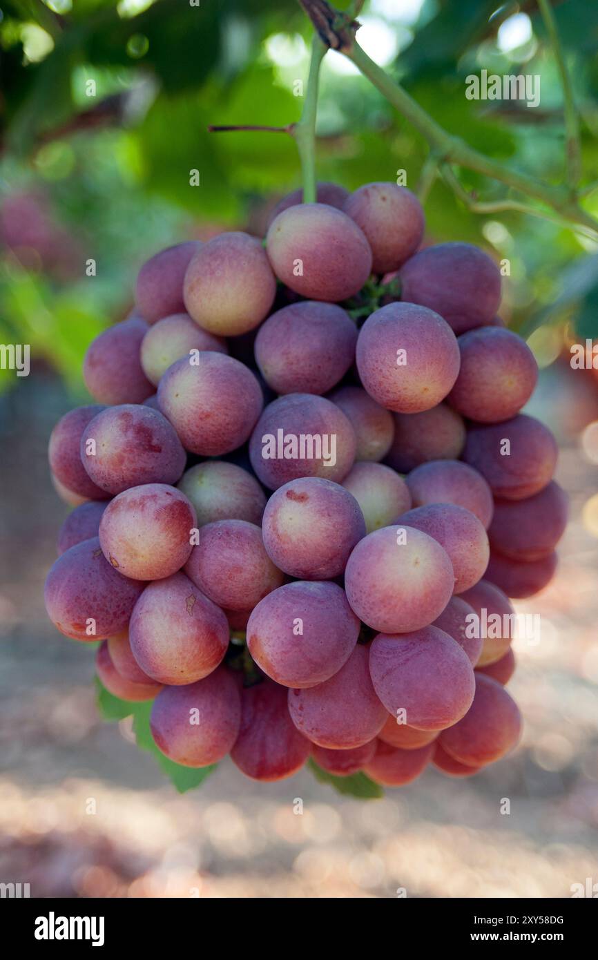 Commercially grown ripe, robust bunches of red globe grapes hang from ...