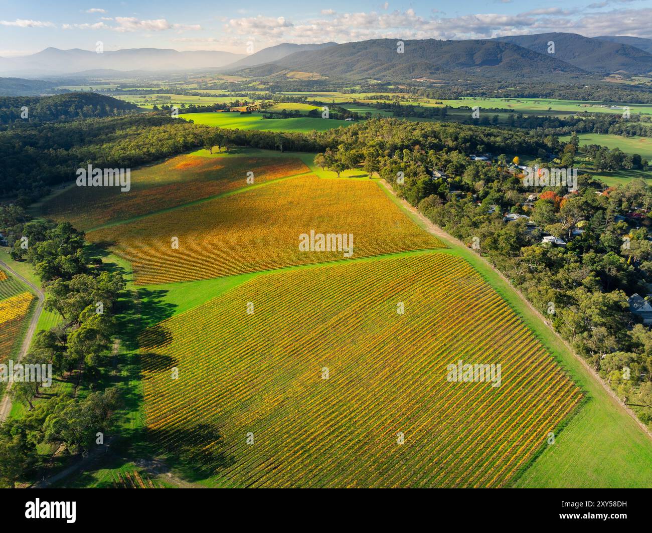 Aerial view of vineyards on golden Autumn colour with mountains in the ...