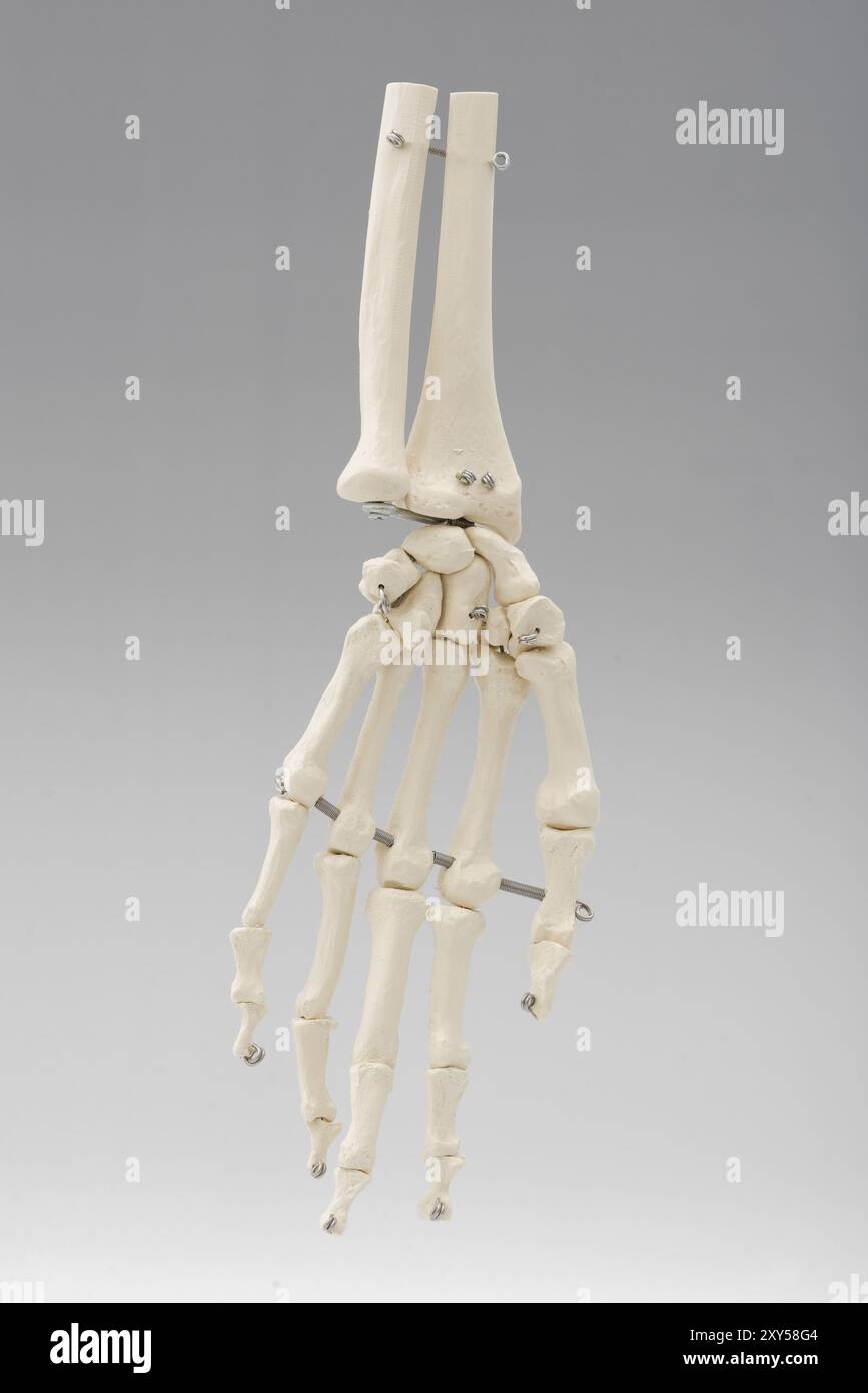 Hand skeleton hi-res stock photography and images - Alamy