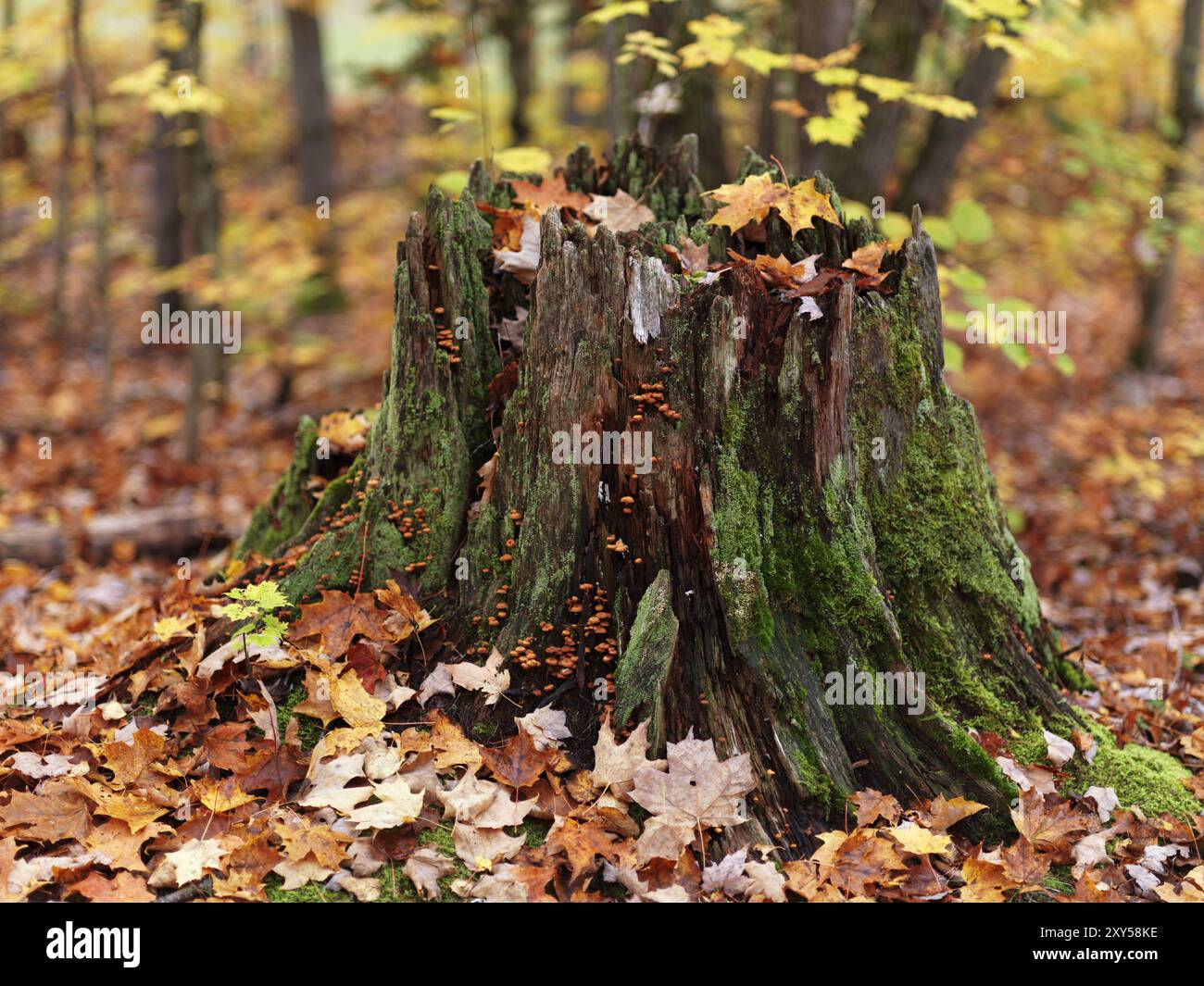 Fall nature scenery of a tree stump covered with moss and surrounded by ...