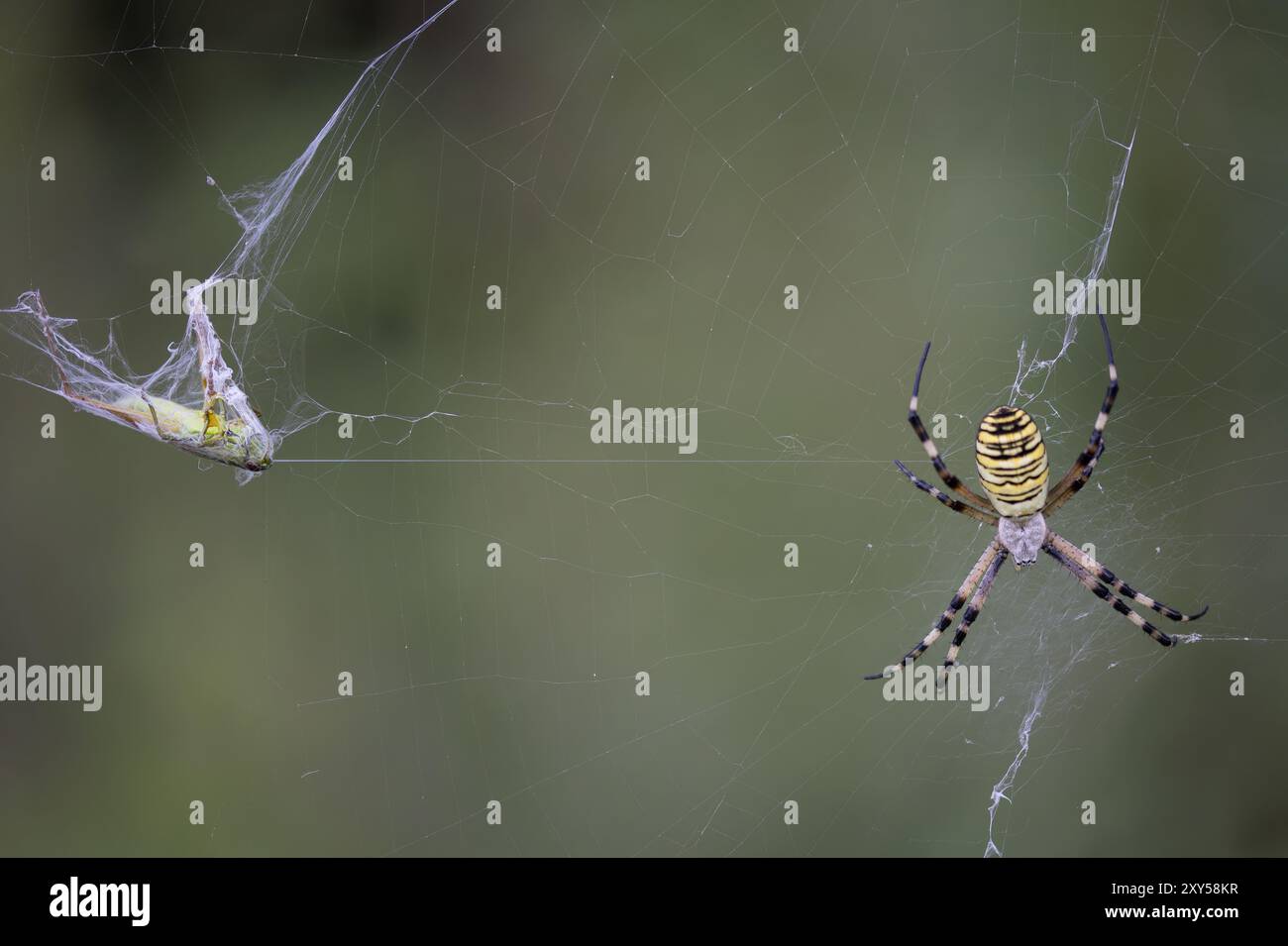 Wasp spider hunting in cobweb hi-res stock photography and images - Alamy
