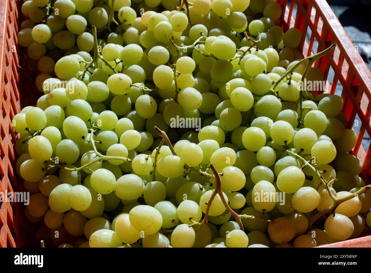 A basket of commercially grown ripe, robust bunches of green grapes ...