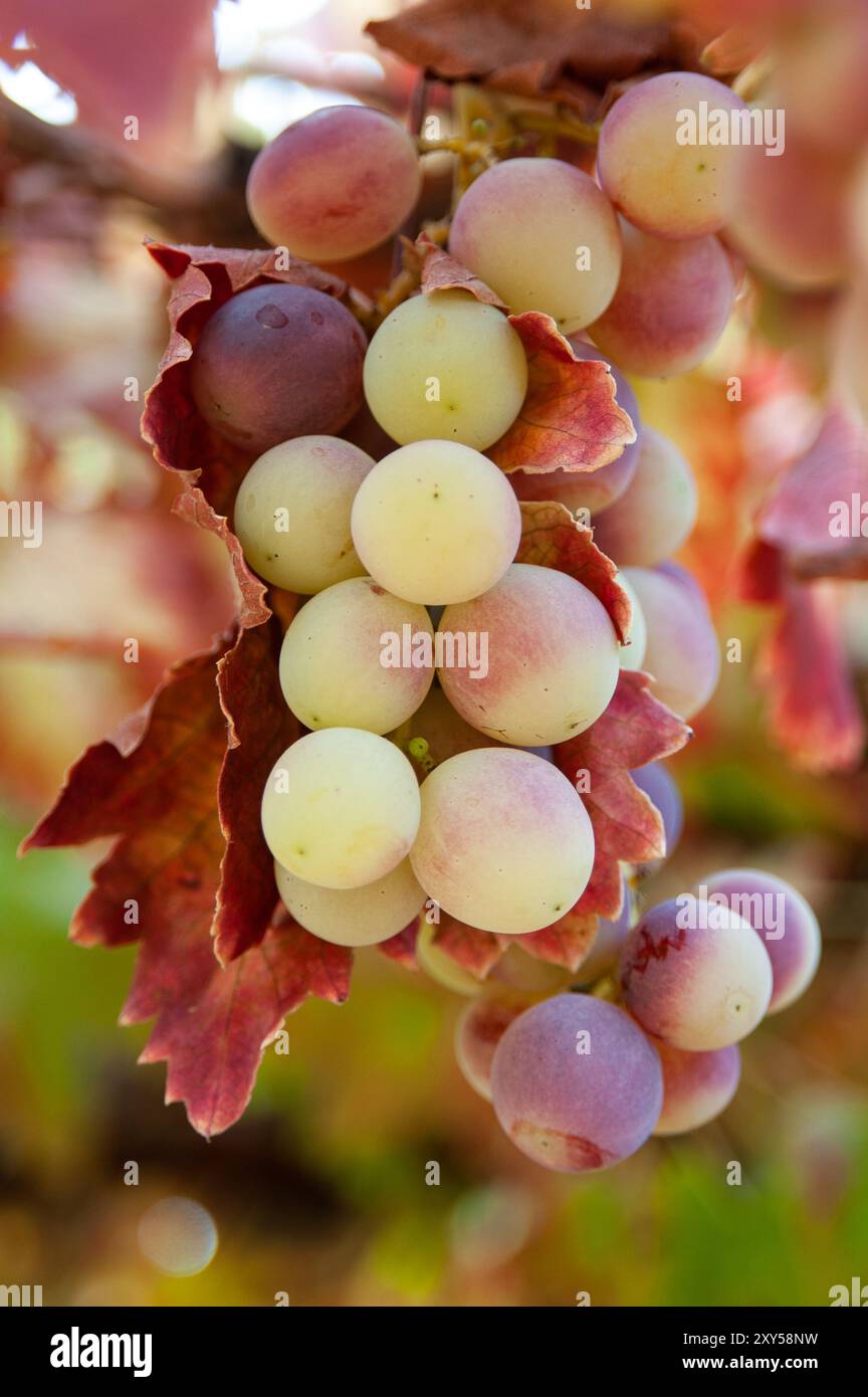 Commercially grown ripe, robust bunch of ripening green grapes hang ...