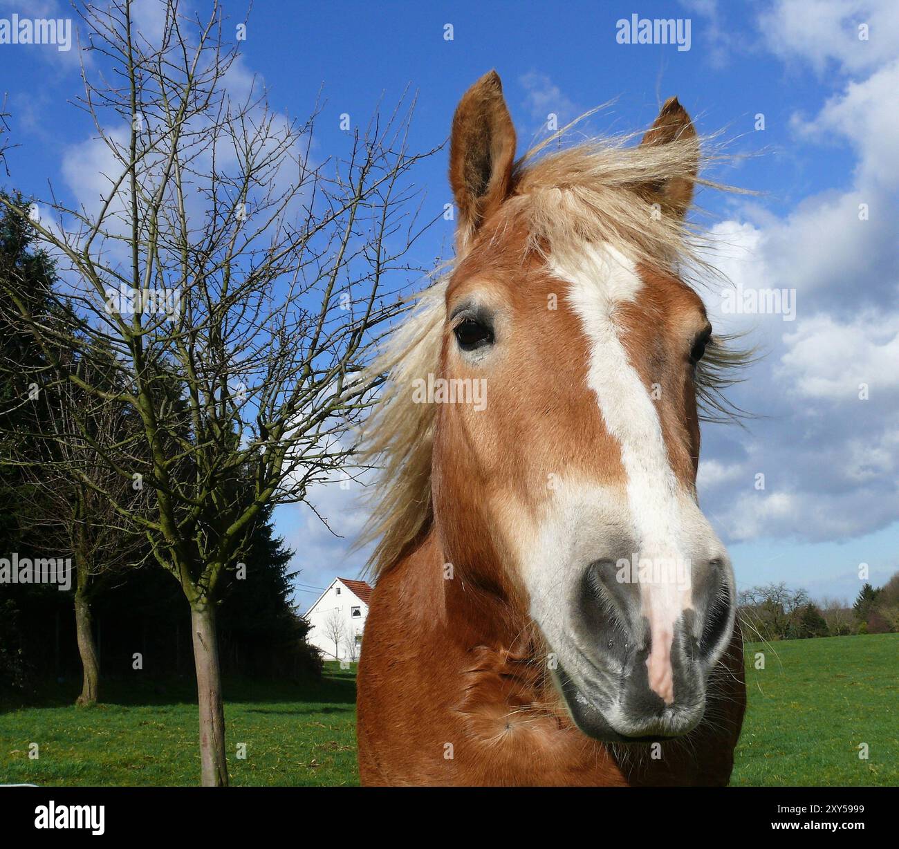 Arabian horse haflinger hi-res stock photography and images - Alamy