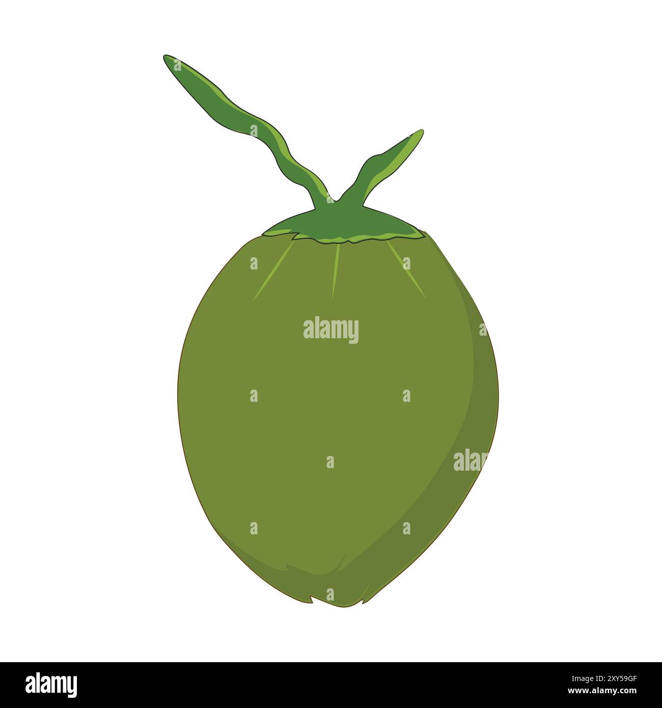 Green coconut vector graphics, Young coconut water icon. Summer coconut ...