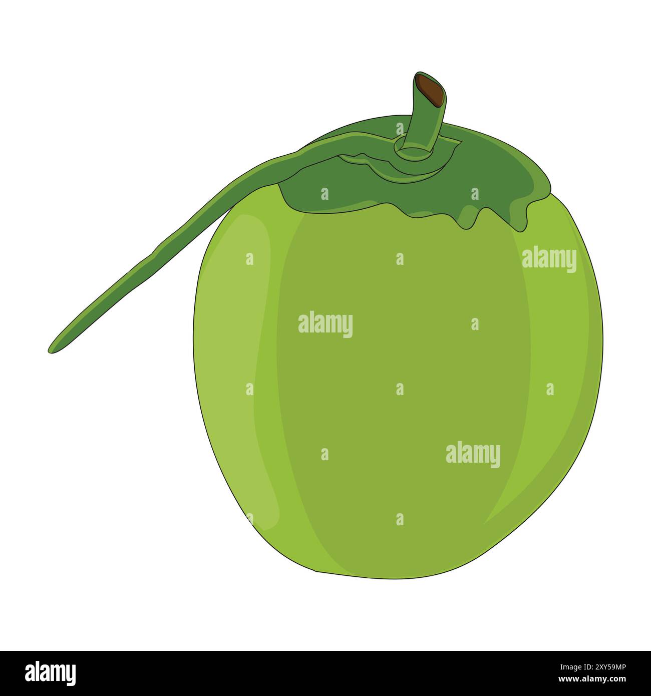 Green coconut vector graphics, Young coconut water icon. Summer coconut ...