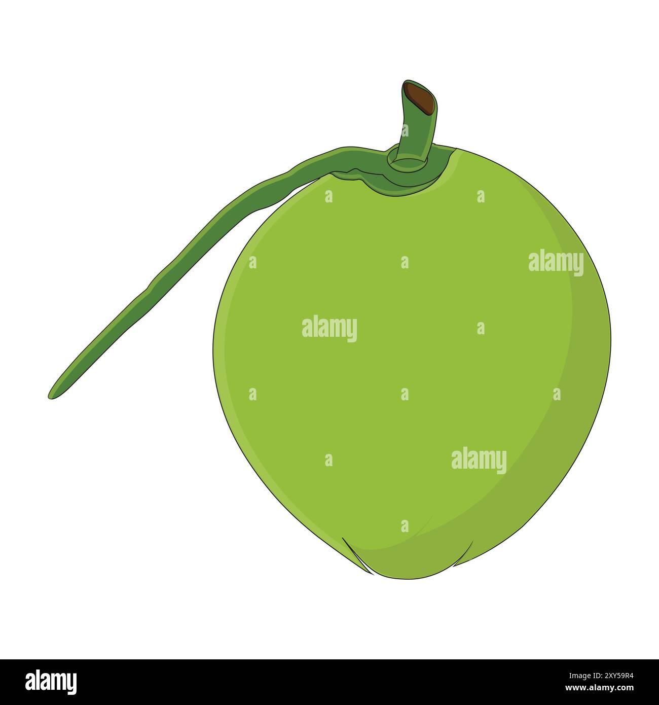 Green coconut vector graphics, Young coconut water icon. Summer coconut ...