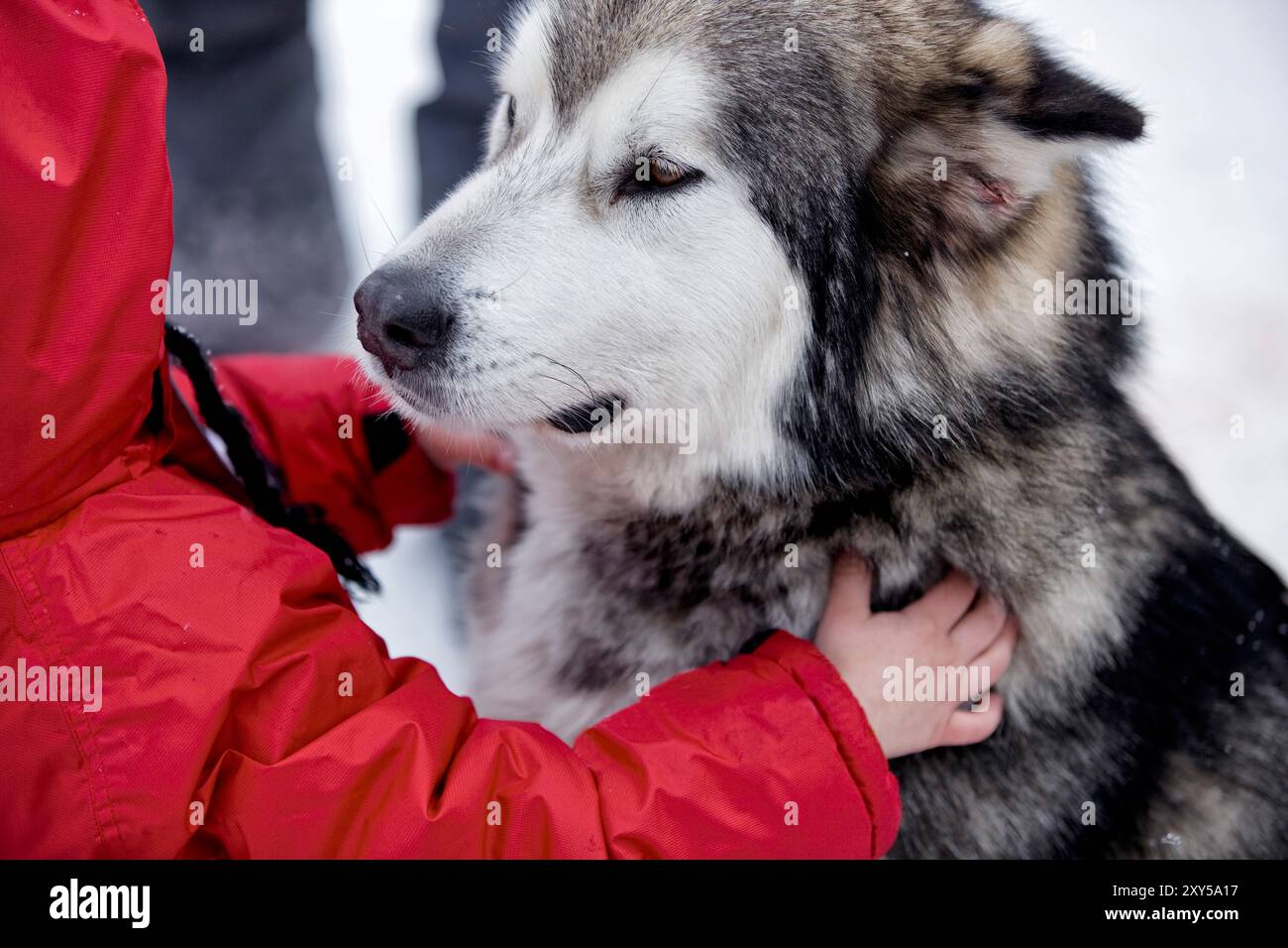 Husky people watching hi-res stock photography and images - Alamy
