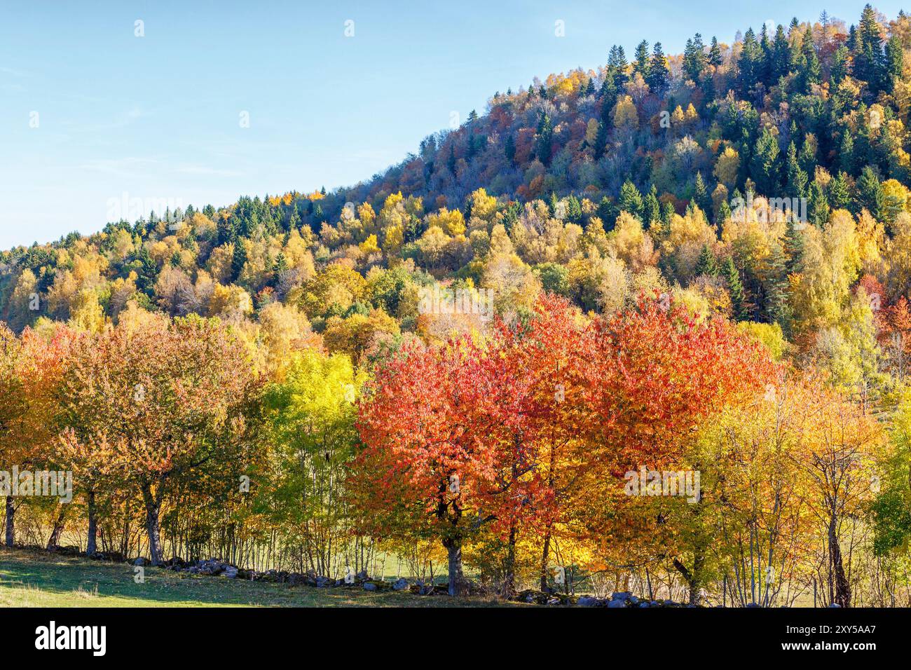 Vibrant autumn treeline orange hi-res stock photography and images - Alamy