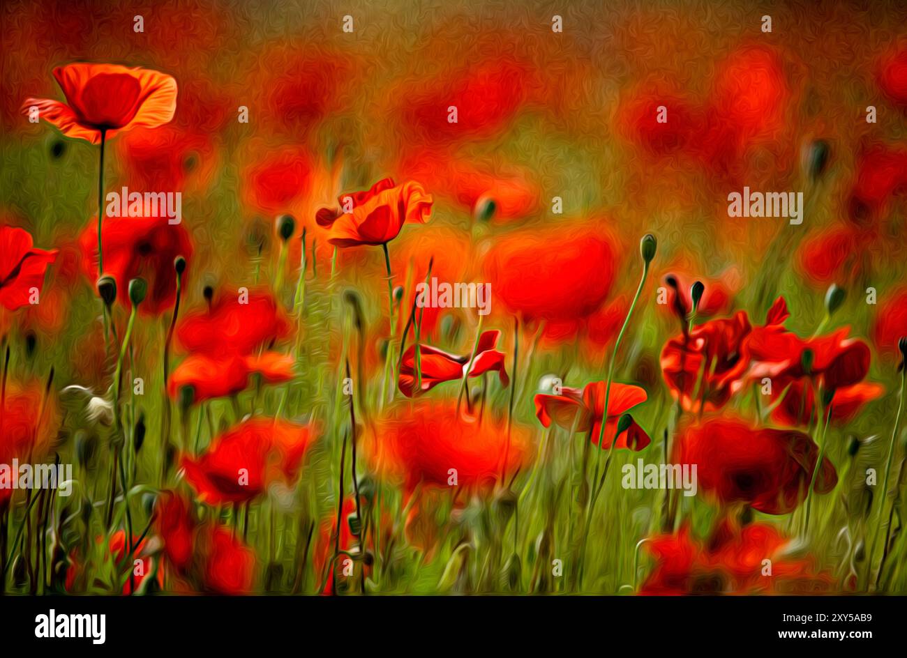 Illustration of red poppy flowers in the Stock Photo - Alamy