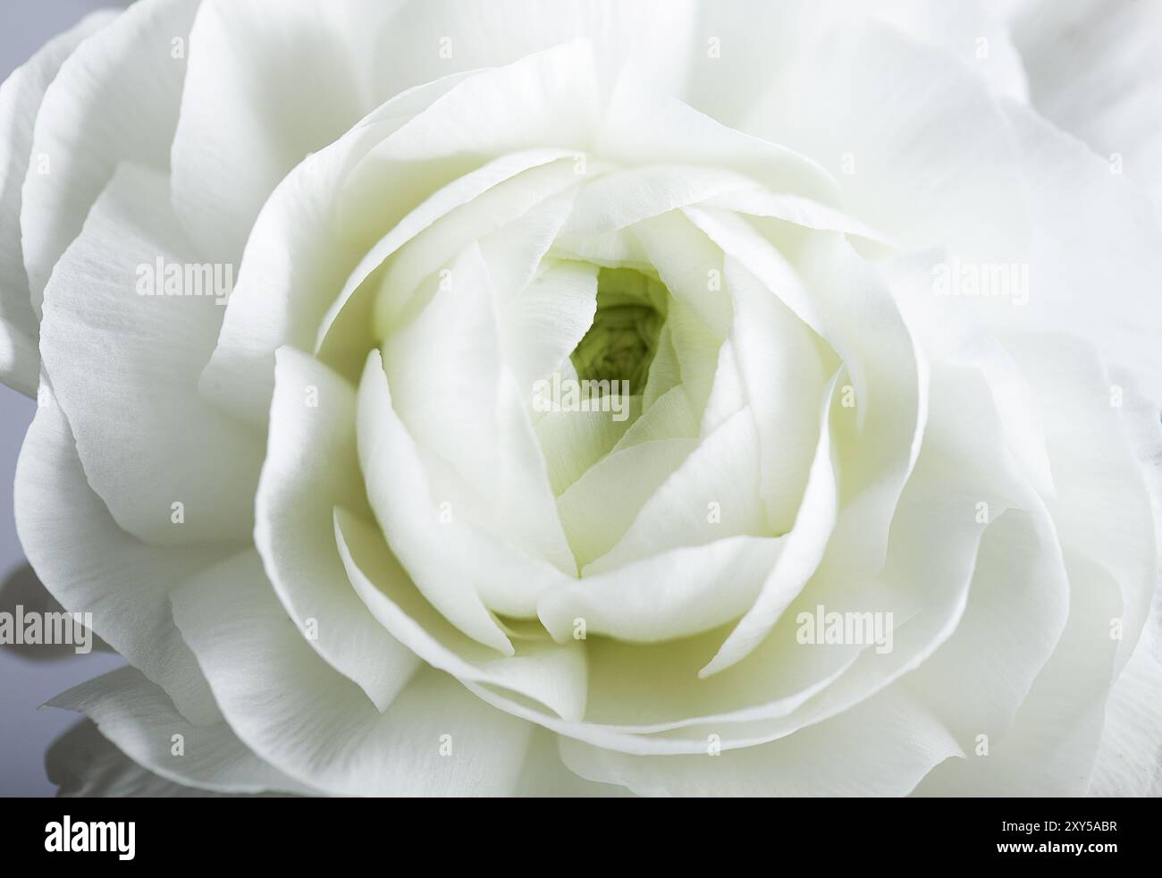 Delicate arrangement of pastel colored flowers hi-res stock photography ...