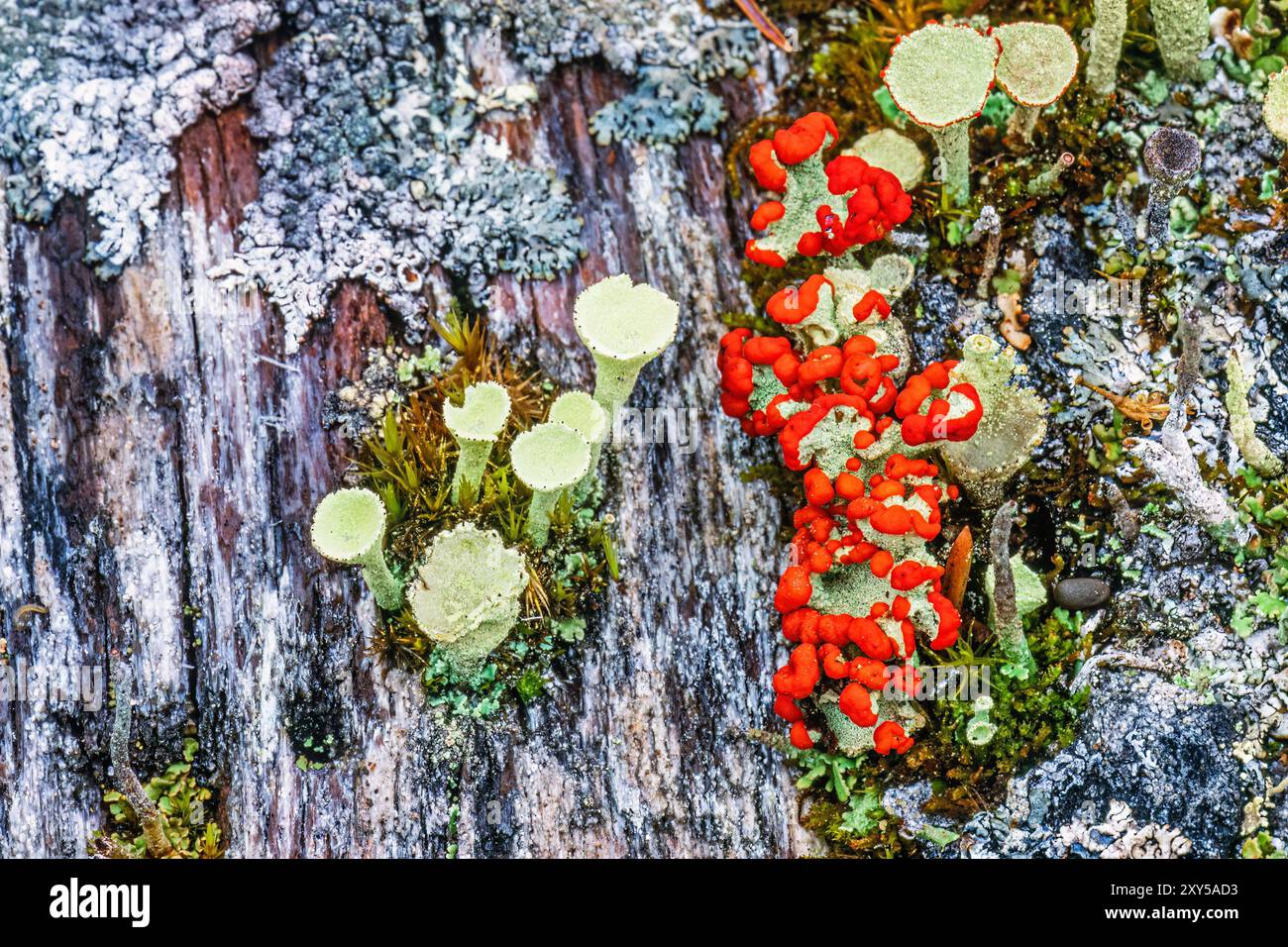 Pebbled cup lichen hi-res stock photography and images - Alamy