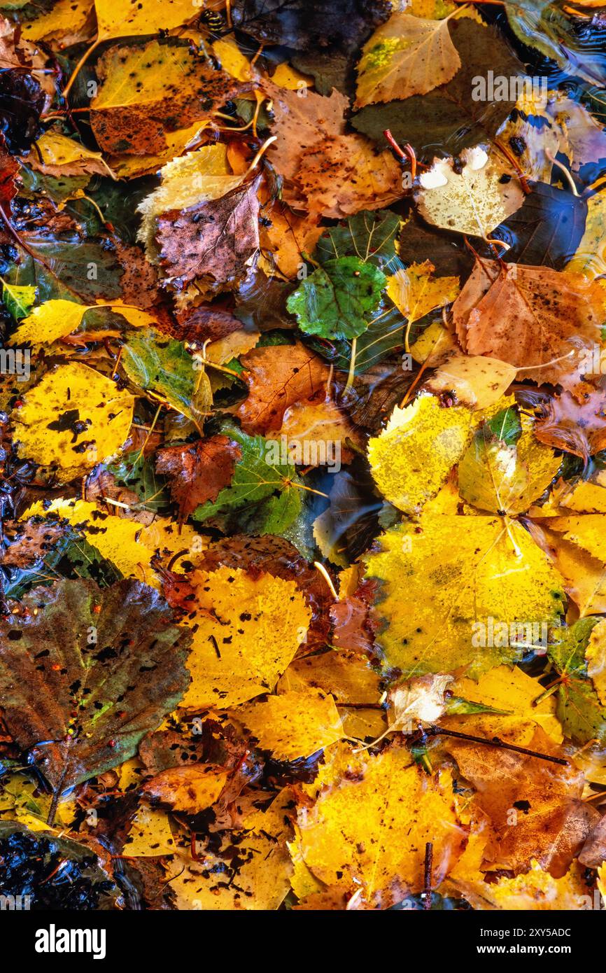 Patten colour hi-res stock photography and images - Alamy